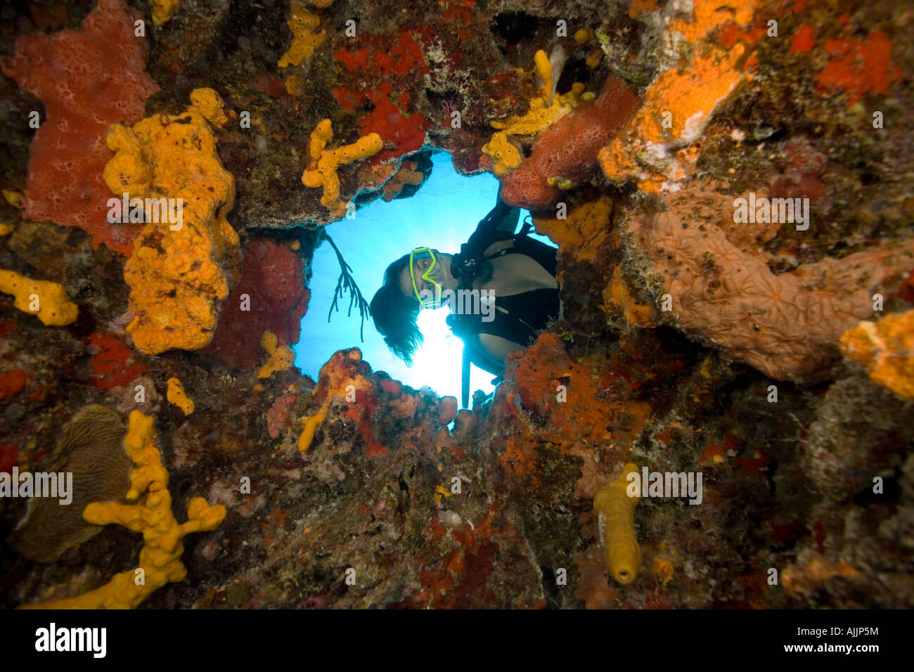 Reef Covered With Sponges High Resolution Stock Photography and Images ...