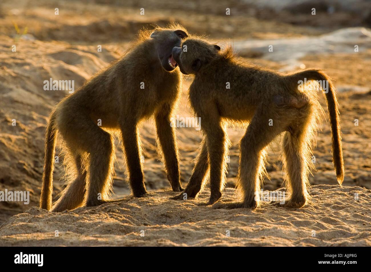 A pair of baboons are silhouetted against the golden morning light, as ...