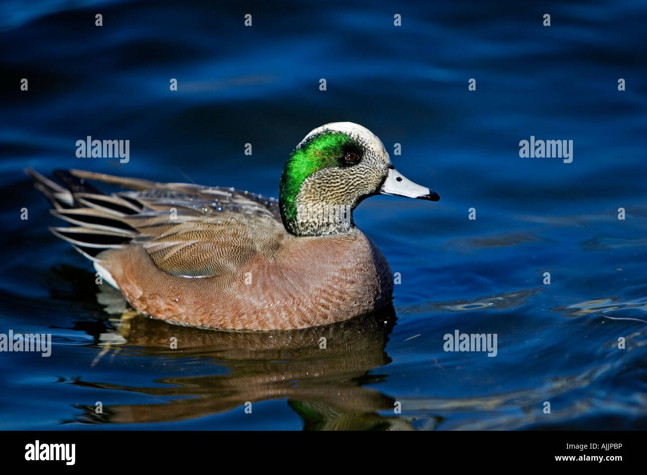 American Wigeon Duck Breeding Male Anas americana Stock Photo - Alamy