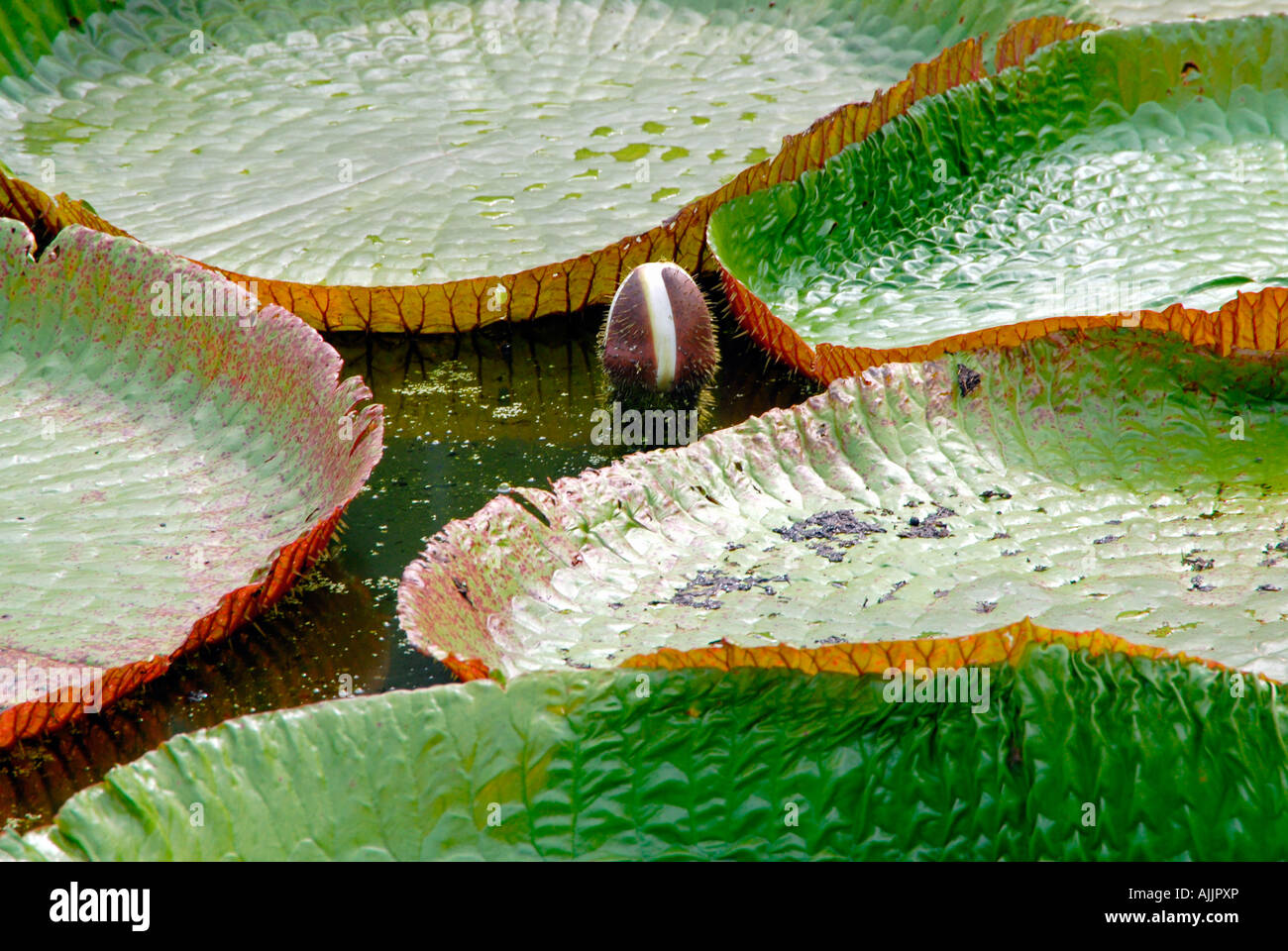 Elephant lotus- leaves floating in water Stock Photo - Alamy