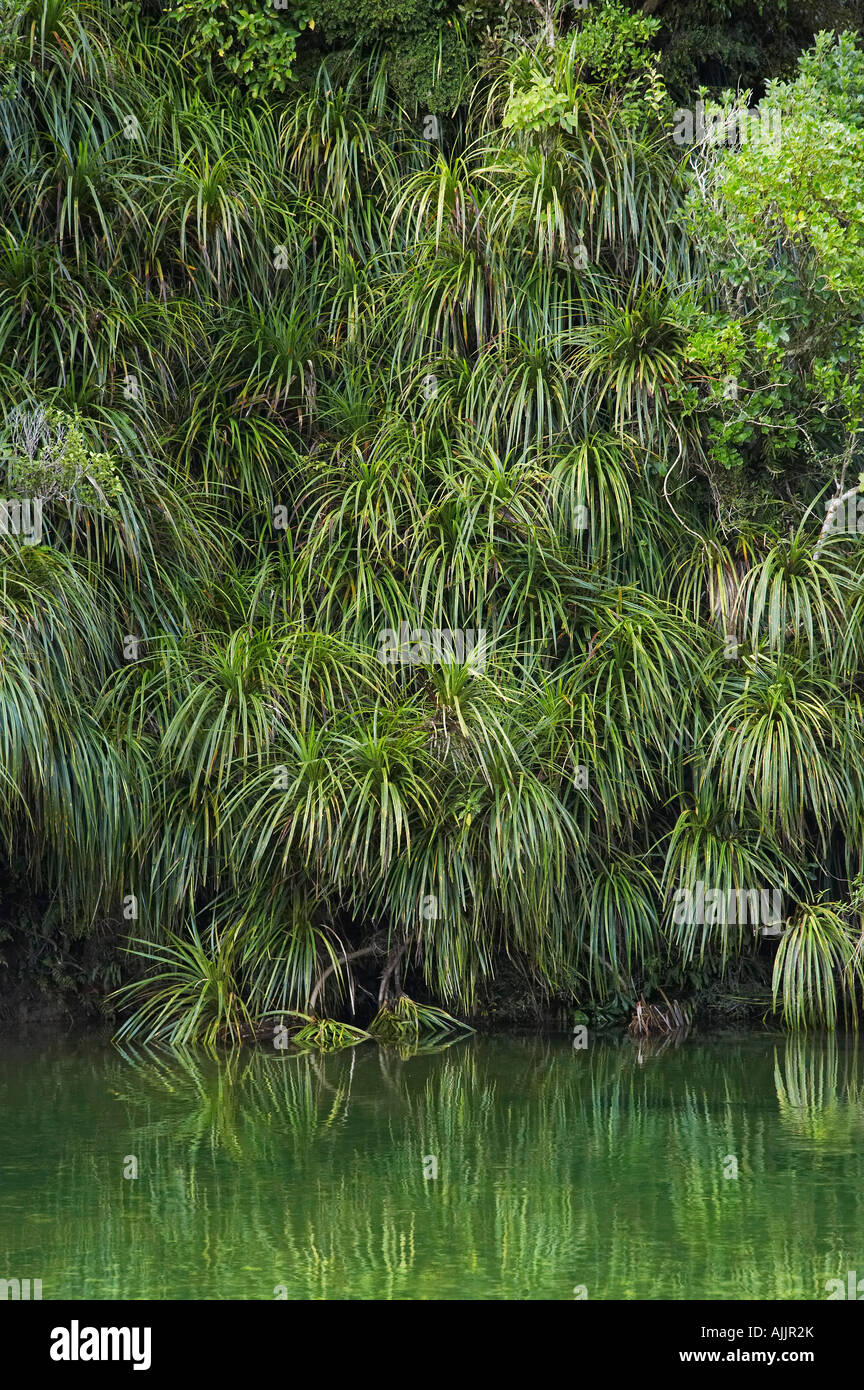 Native Bush and Pororari River Paparoa National Park West Coast South ...