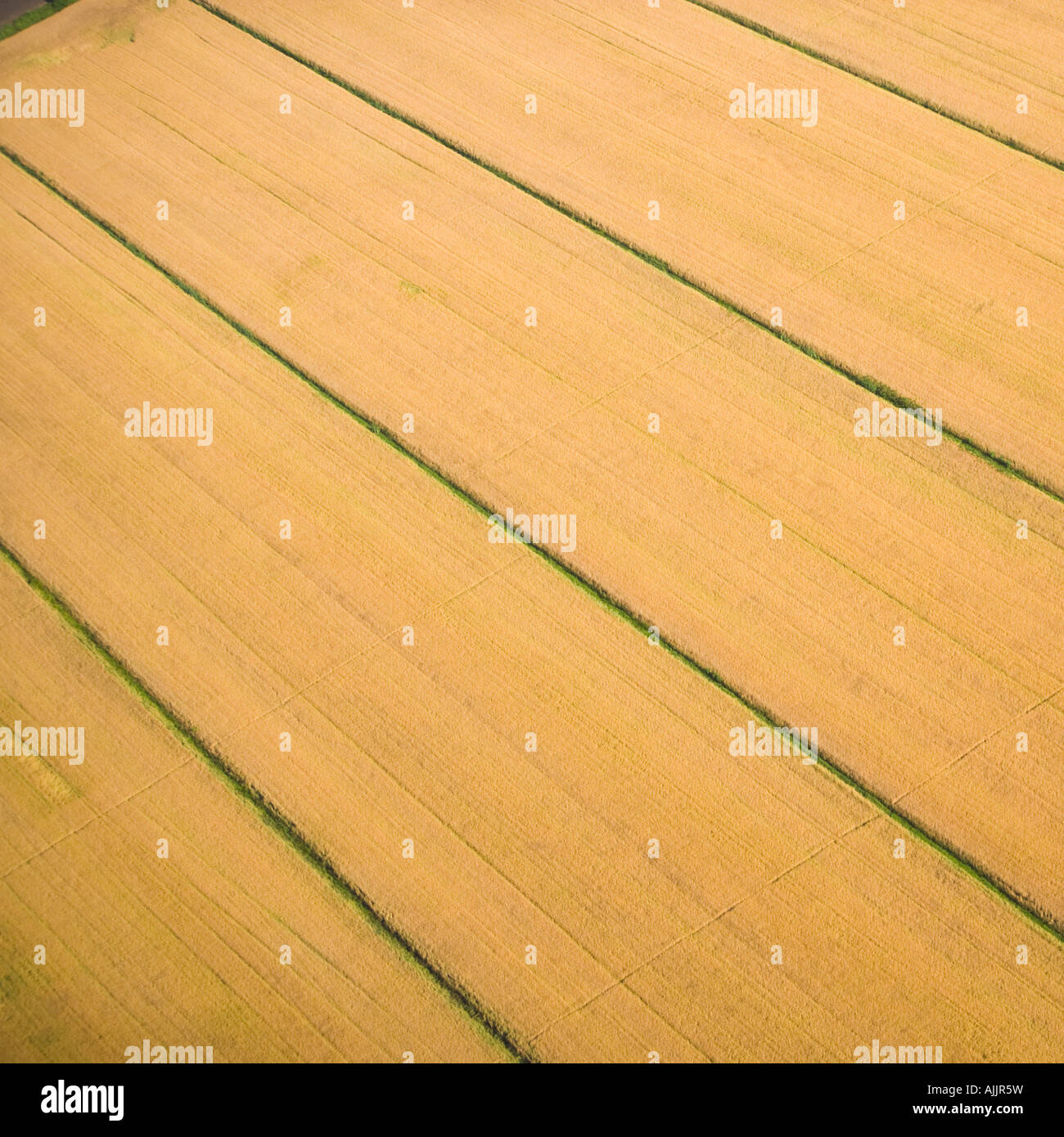 Aerial view of yellow field, Virginia Beach, Virginia Stock Photo - Alamy