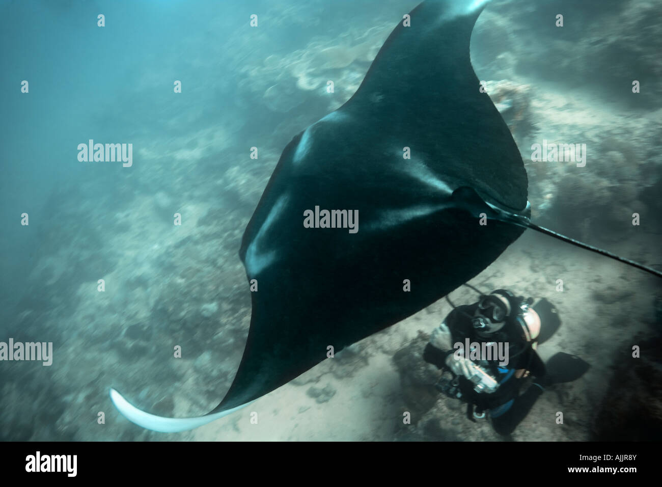 Manta ray in smoky green water of Miil Channel outgoing tide Yap ...