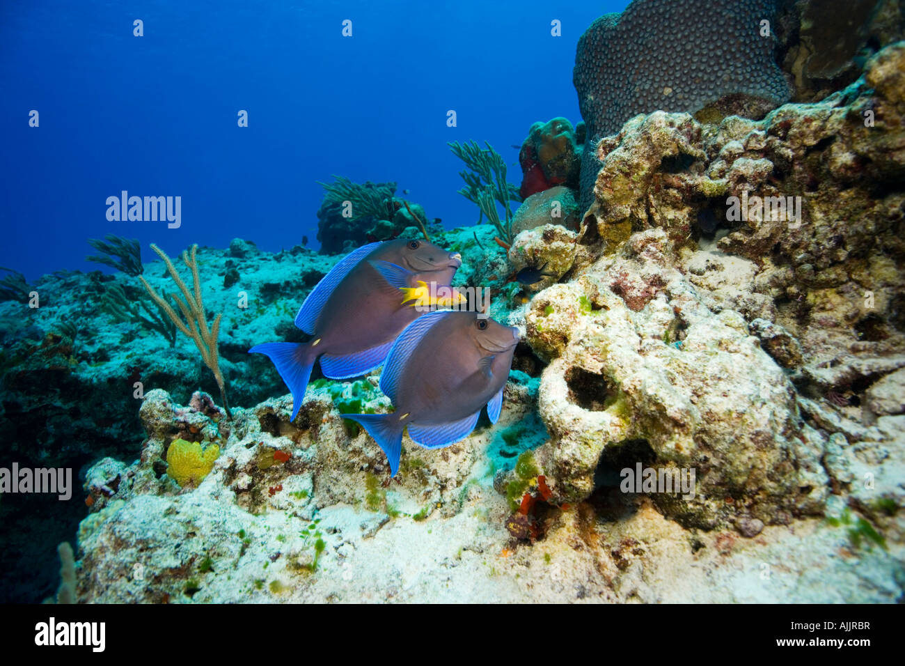 Two blue tang fish swimming underwater on coral reef off Cozumel Mexico ...