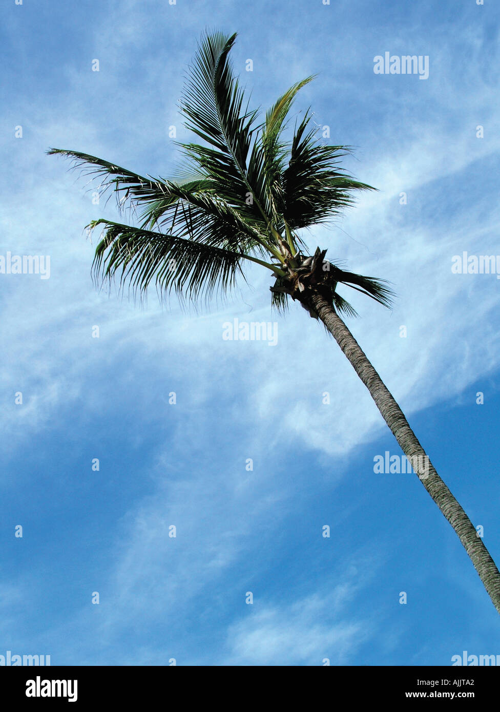 Palm tree tilt angle hi-res stock photography and images - Alamy