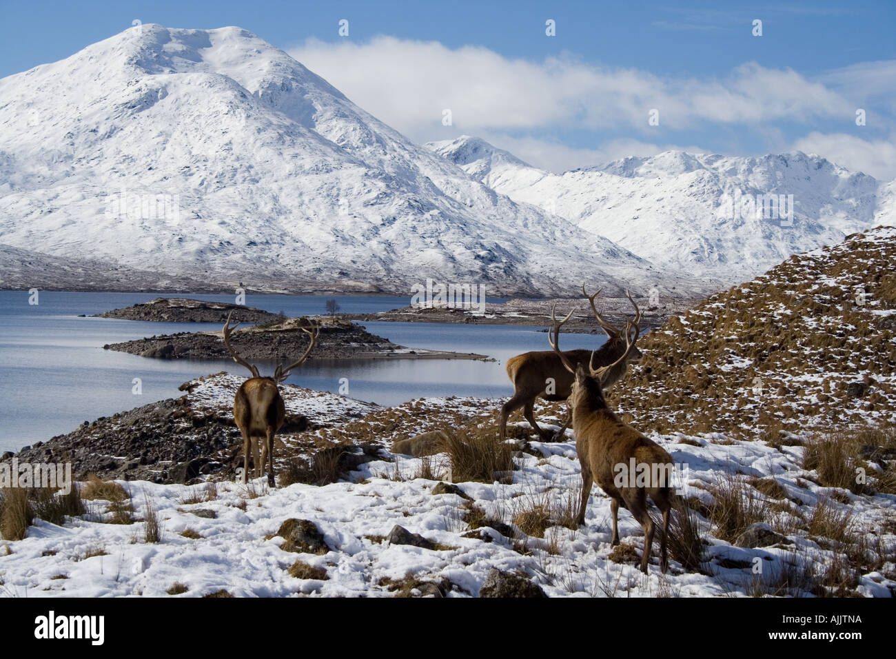 Deer at Loch Quoich with Sron Lice na Fearna and Sgurr a'Chlaidheimh in ...