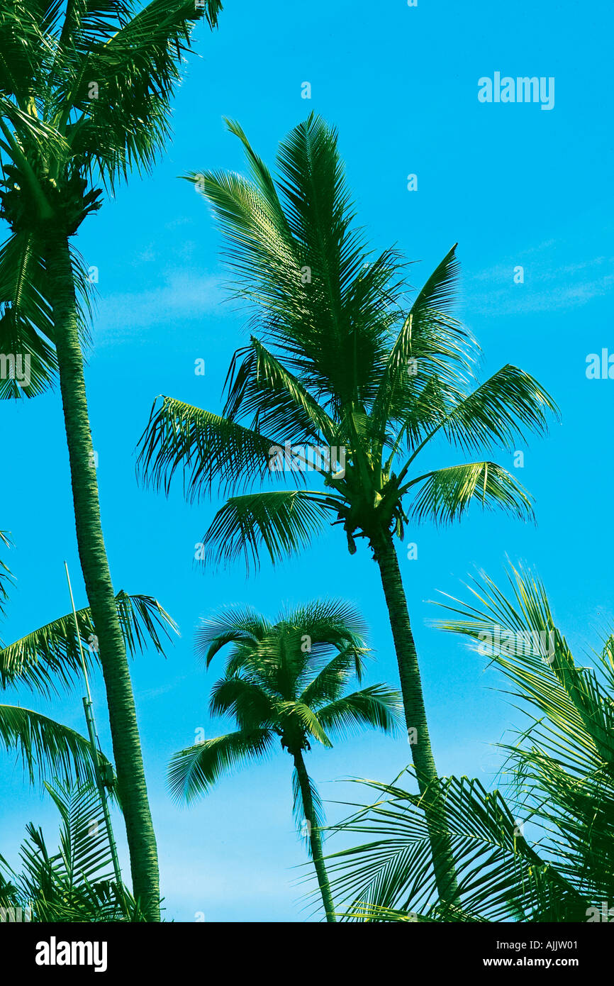 Low angle view of palm trees Stock Photo - Alamy
