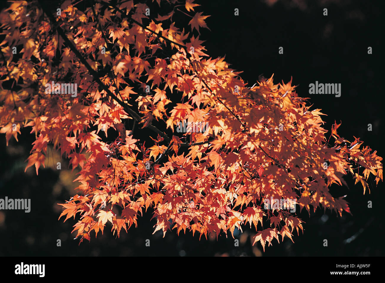 Close up of leaves on a maple tree Stock Photo - Alamy