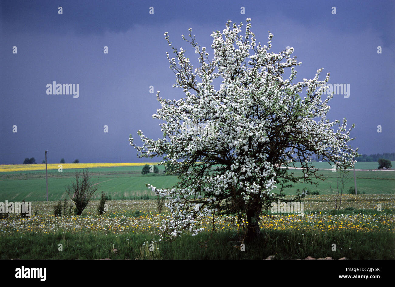 Blooming apple tree Stock Photo - Alamy