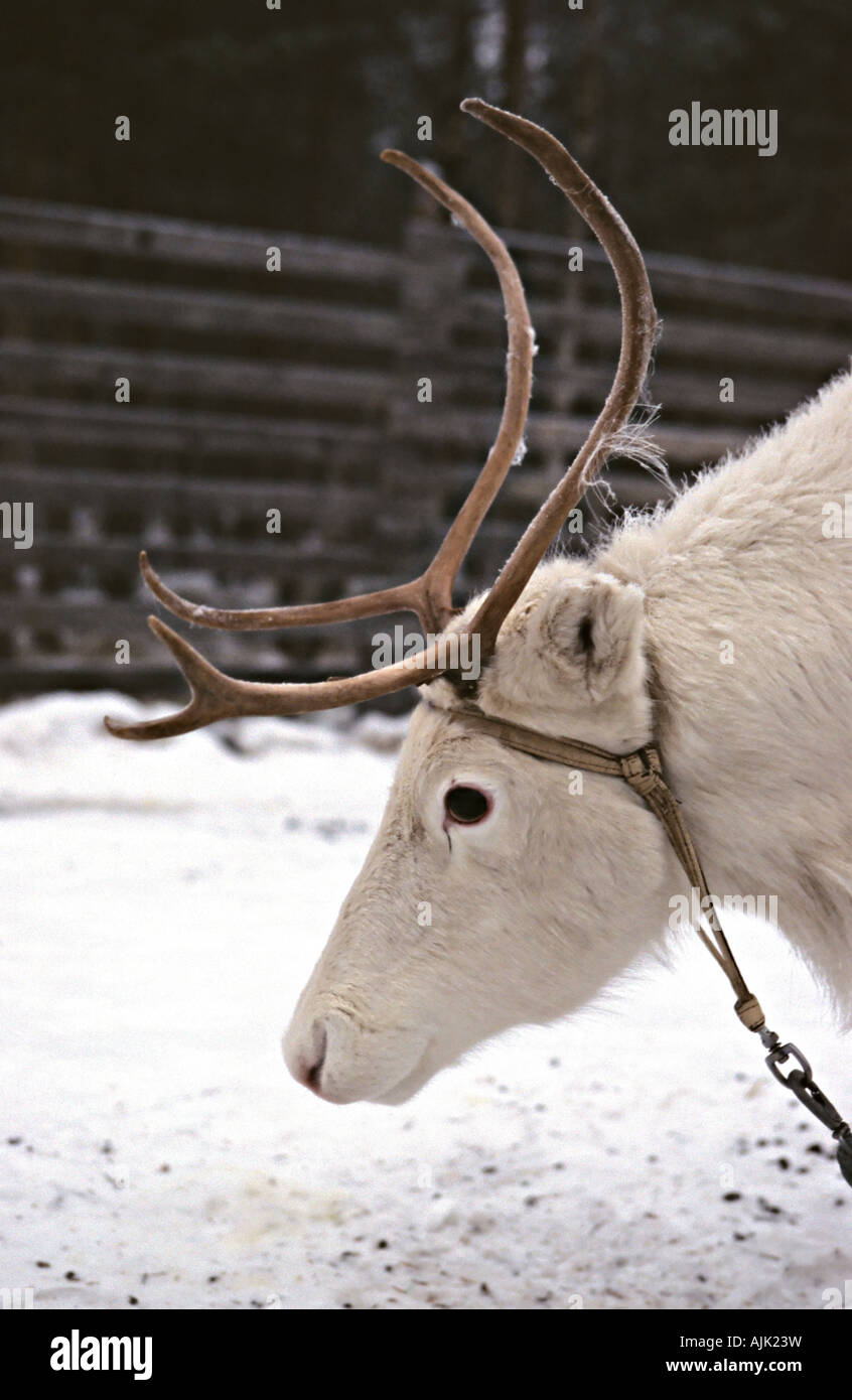 Reindeer profile hi-res stock photography and images - Alamy