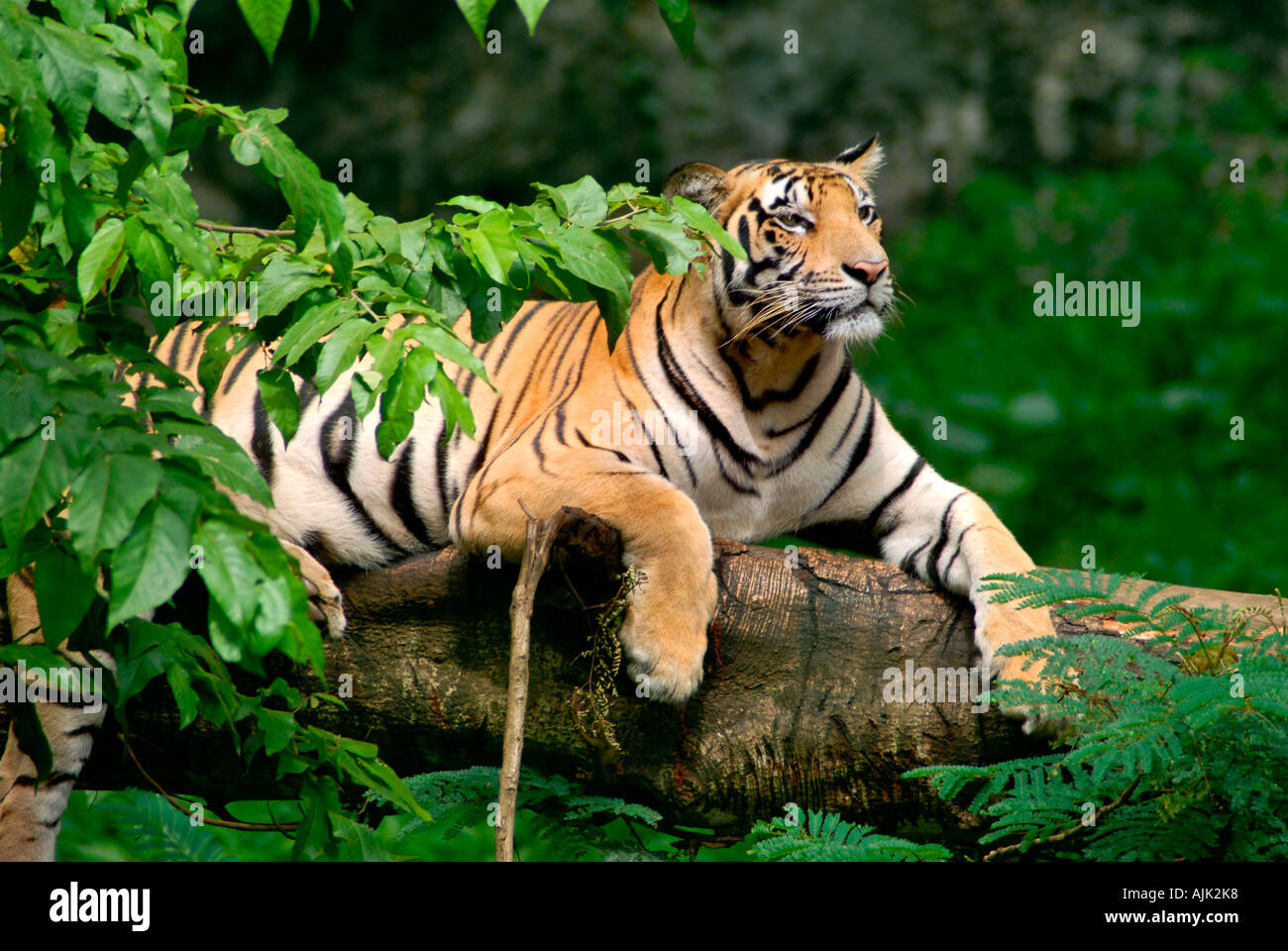 Tiger check hi-res stock photography and images - Alamy