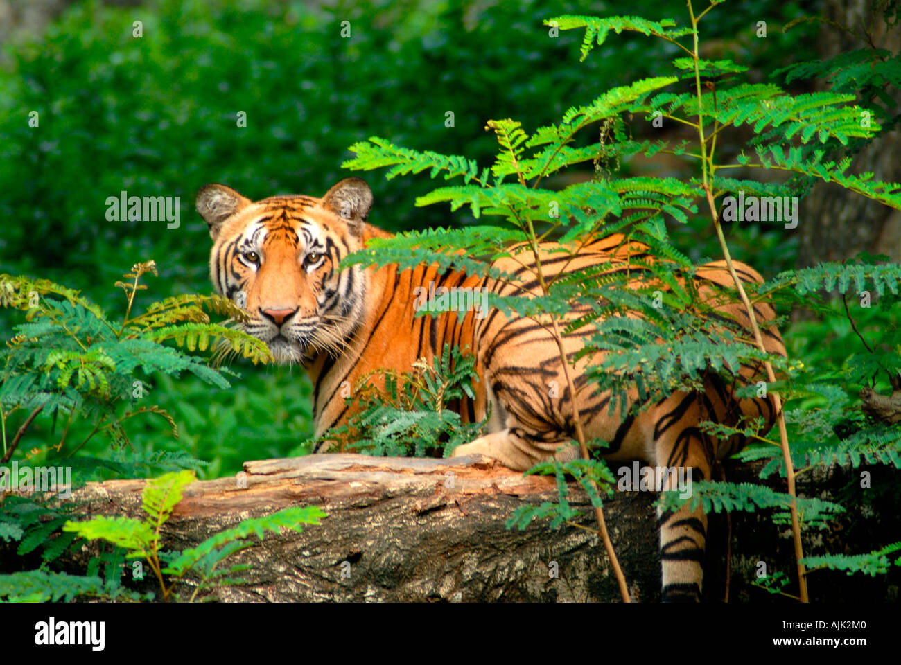 Closeup of a Royal Bengal Tiger looking back Stock Photo - Alamy