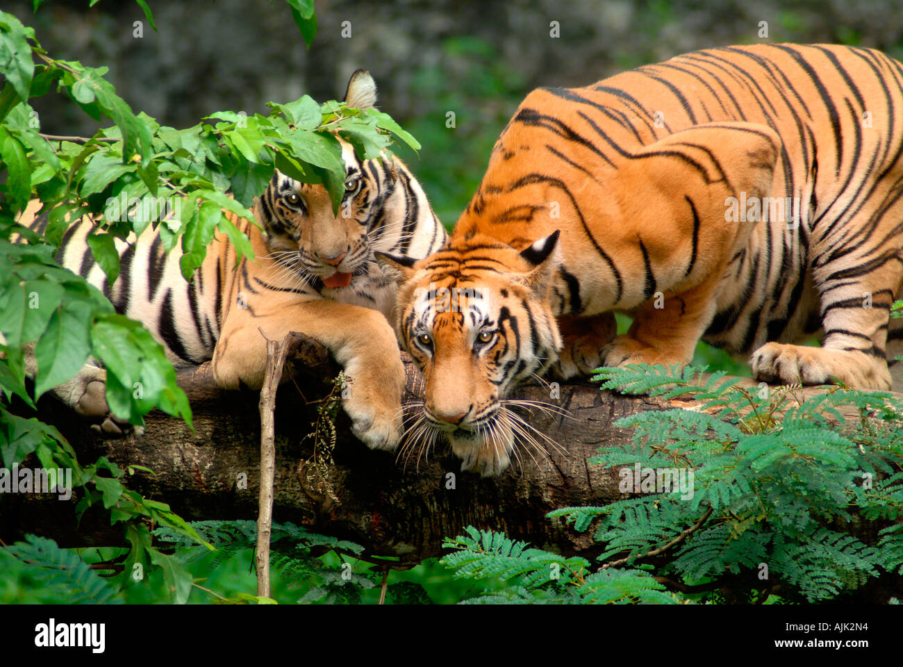 Two Royal Bengal tigers gazing Stock Photo - Alamy