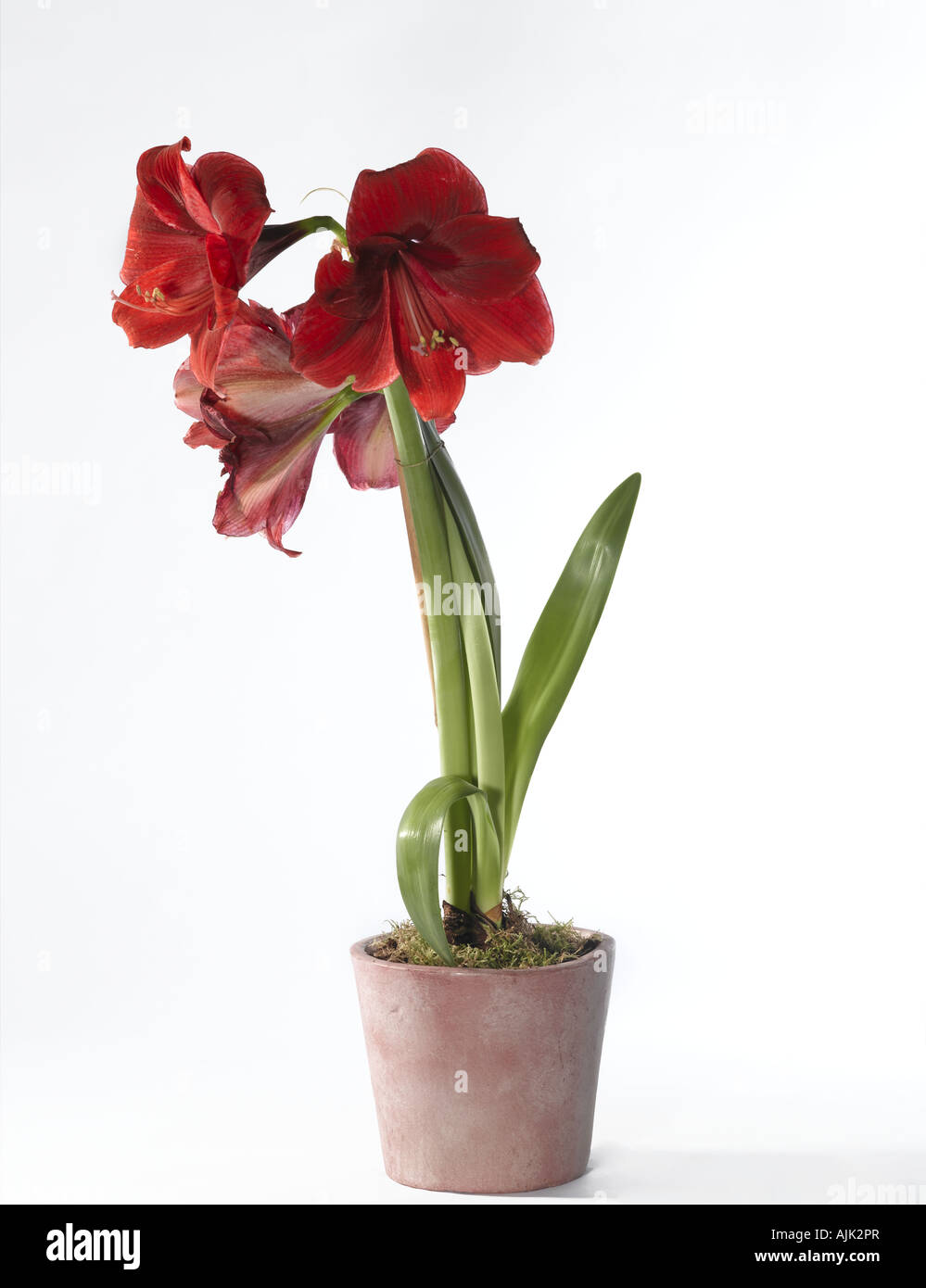 Amaryllis hippeastrum sp white flowers hi-res stock photography and ...