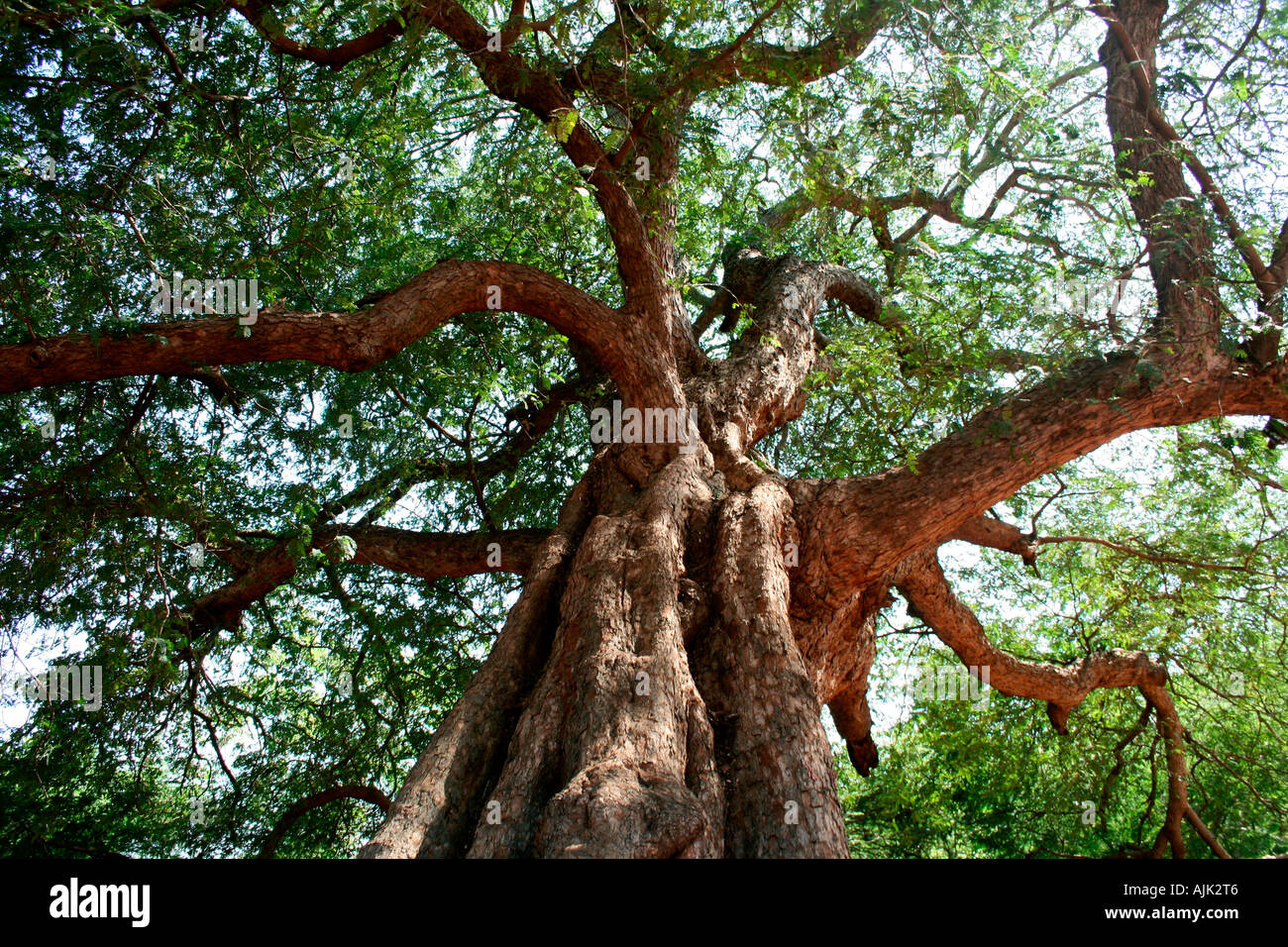 Spread of the branches hi-res stock photography and images - Alamy