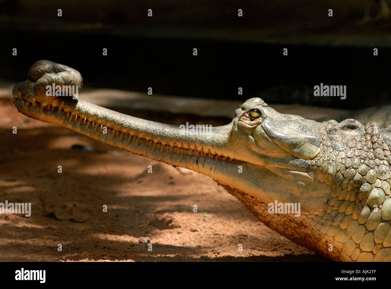 Closeup of a Gharial's head Stock Photo - Alamy