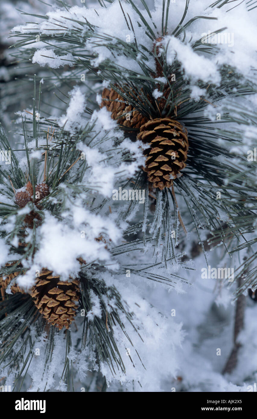 Pine cones on Ponderosa pine tree after light Colorado snowfall Stock ...