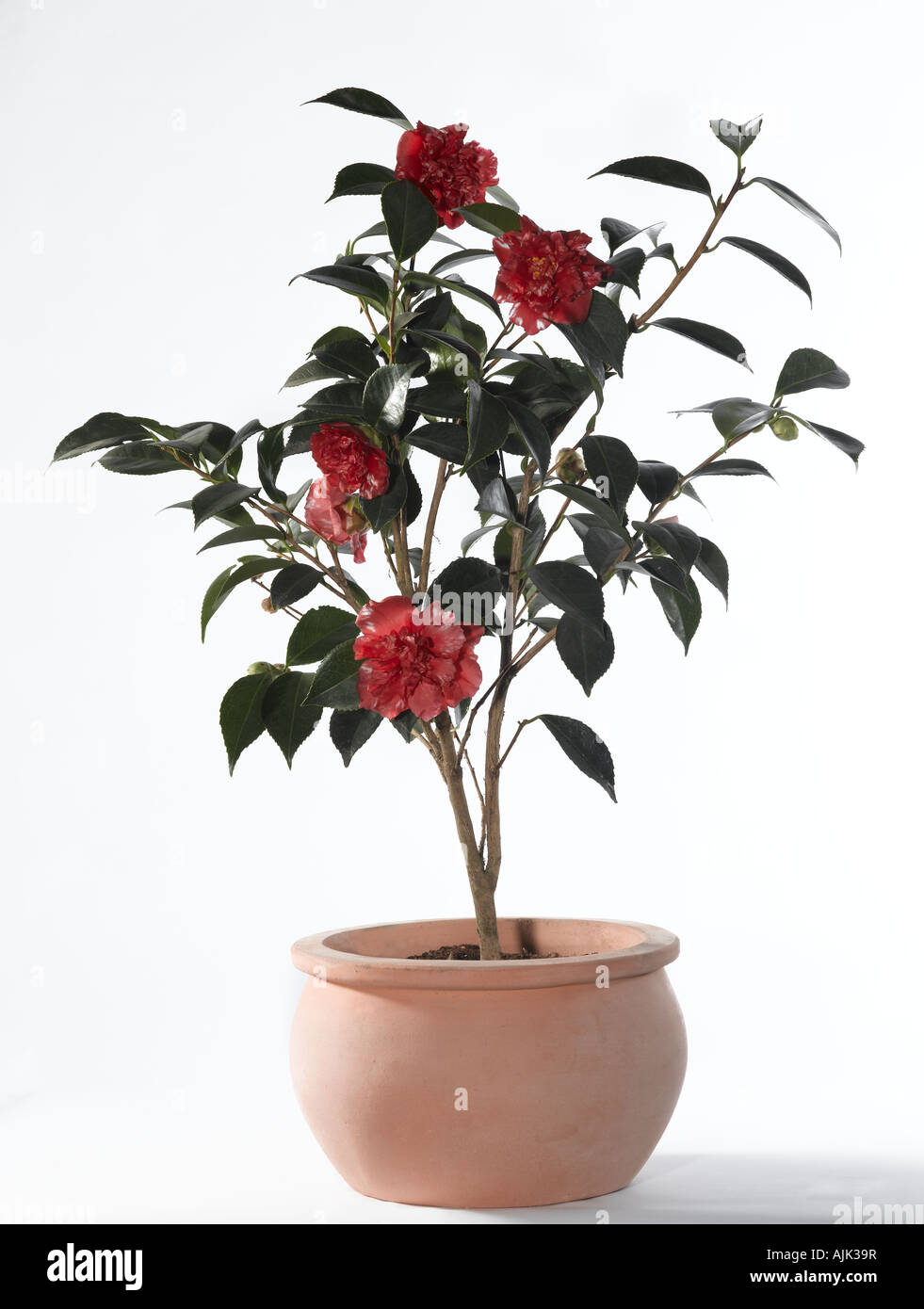 Camellias container hi-res stock photography and images - Alamy