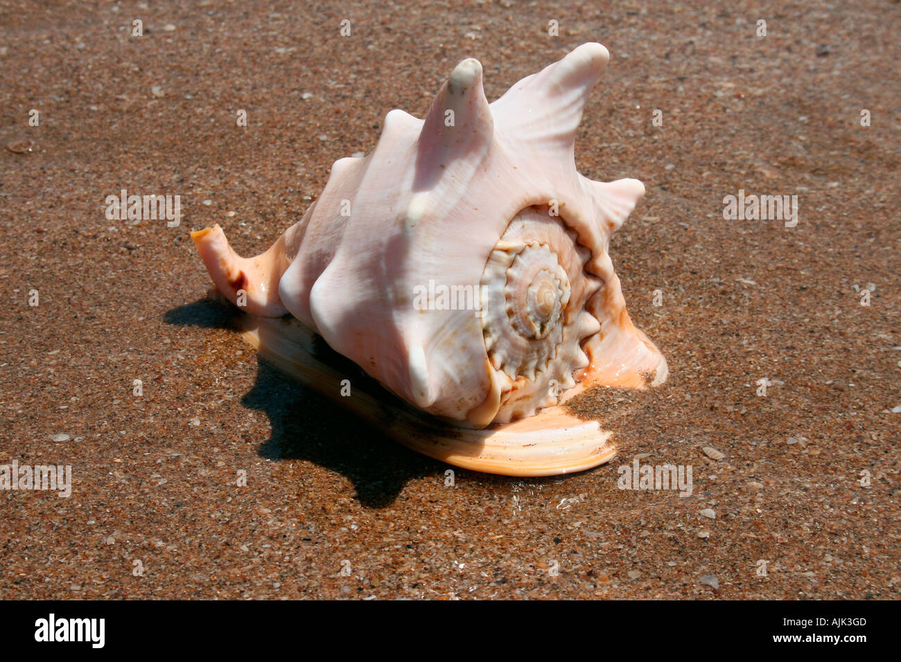 Conch on the ocean bed Stock Photo - Alamy