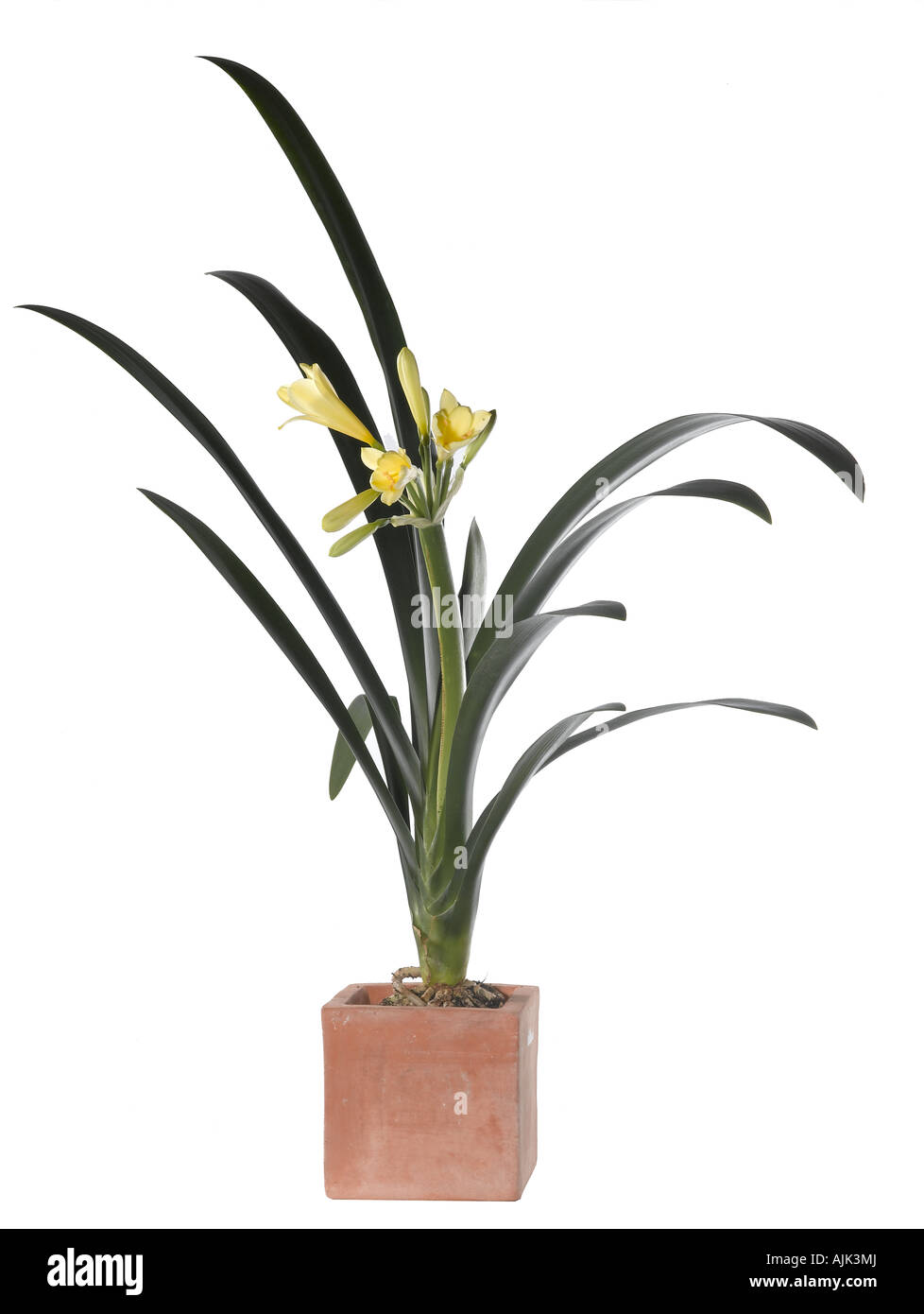 Clivia leaves Cut Out Stock Images & Pictures - Alamy