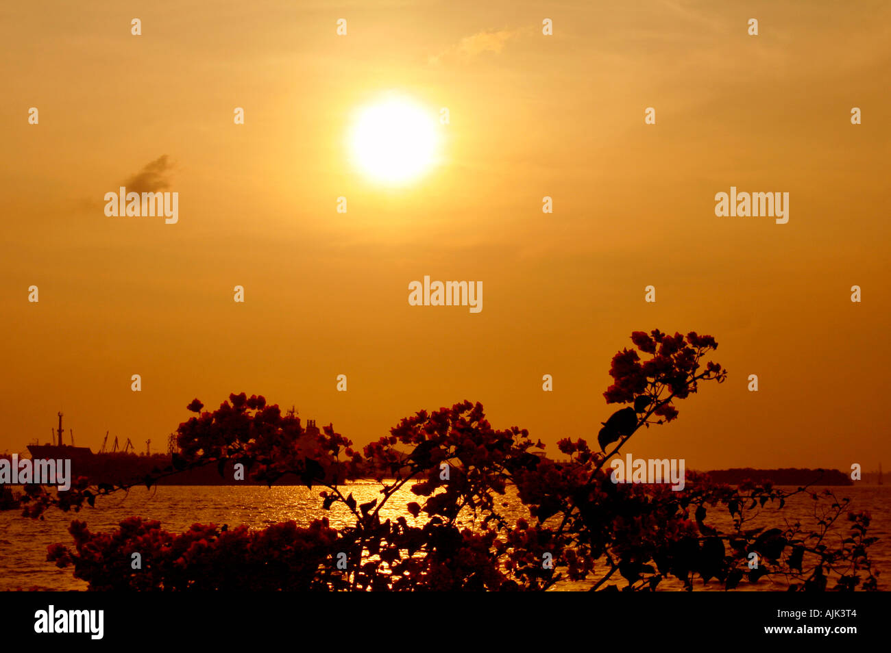 The ethereal beauty of the setting sun lends a golden charm to the ...