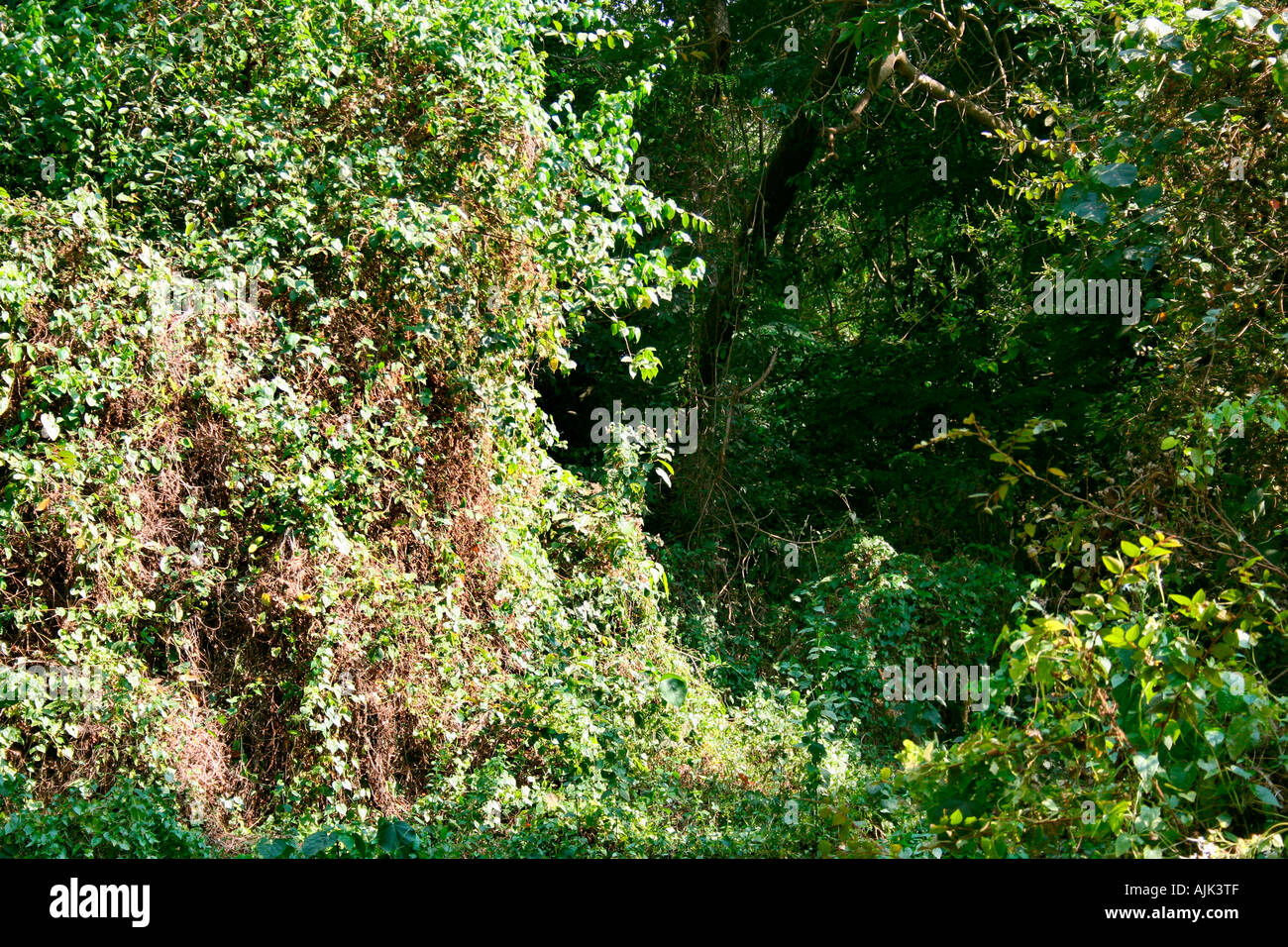 Thick long leaves hi-res stock photography and images - Alamy