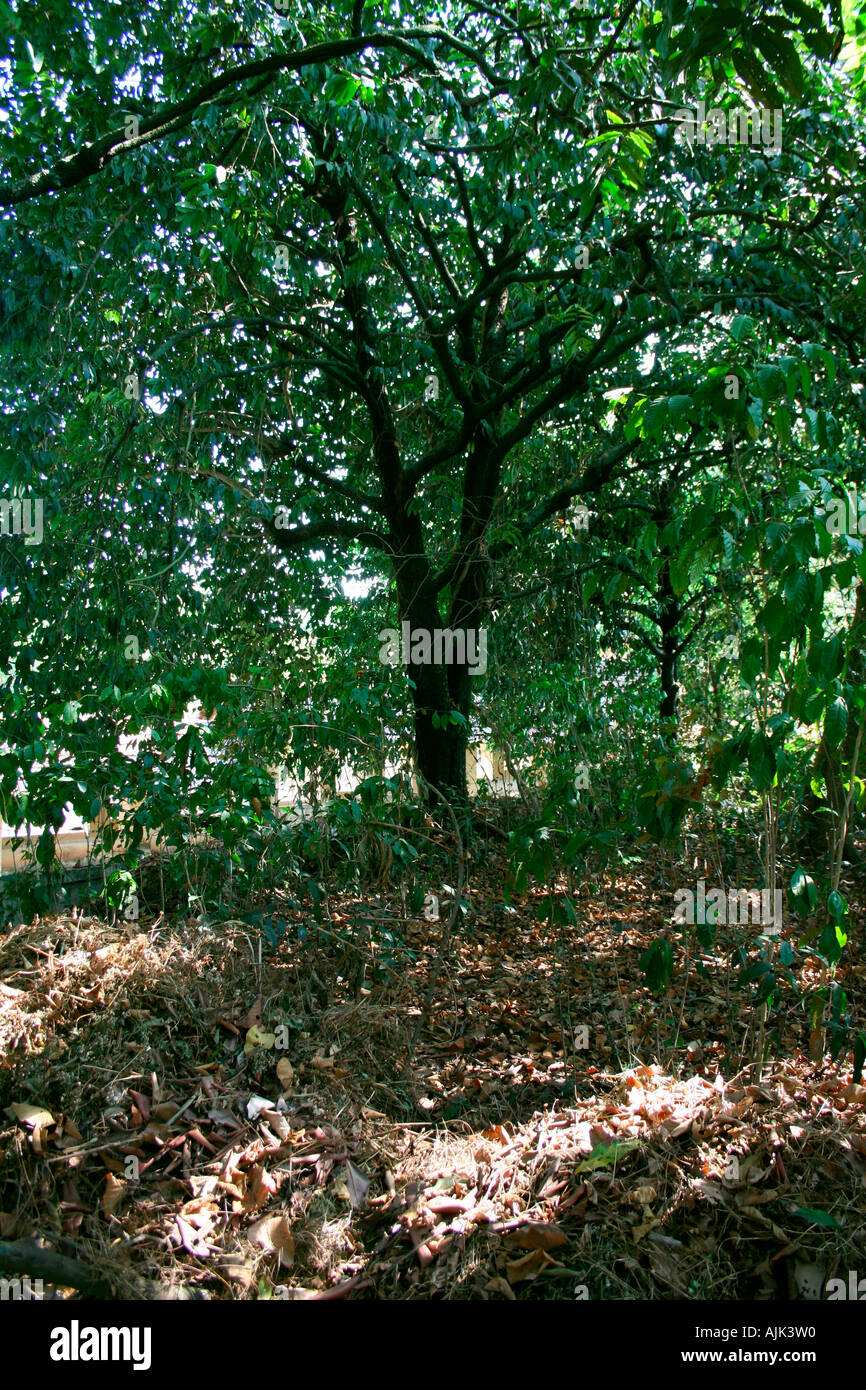 Dead and rotten tree hi-res stock photography and images - Alamy