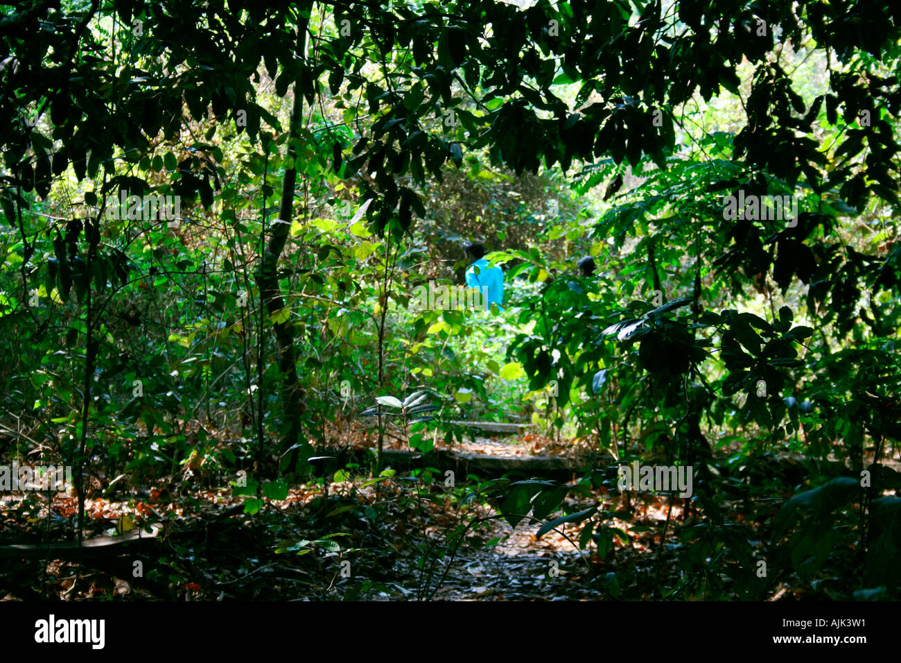 Kerala forest floor hi-res stock photography and images - Alamy