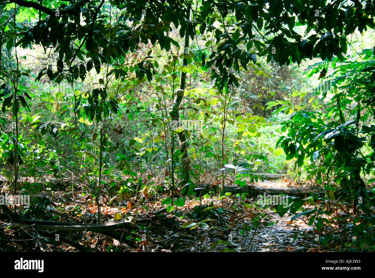 An area with thick natural vegetation in Cochin, Kerala Stock Photo - Alamy