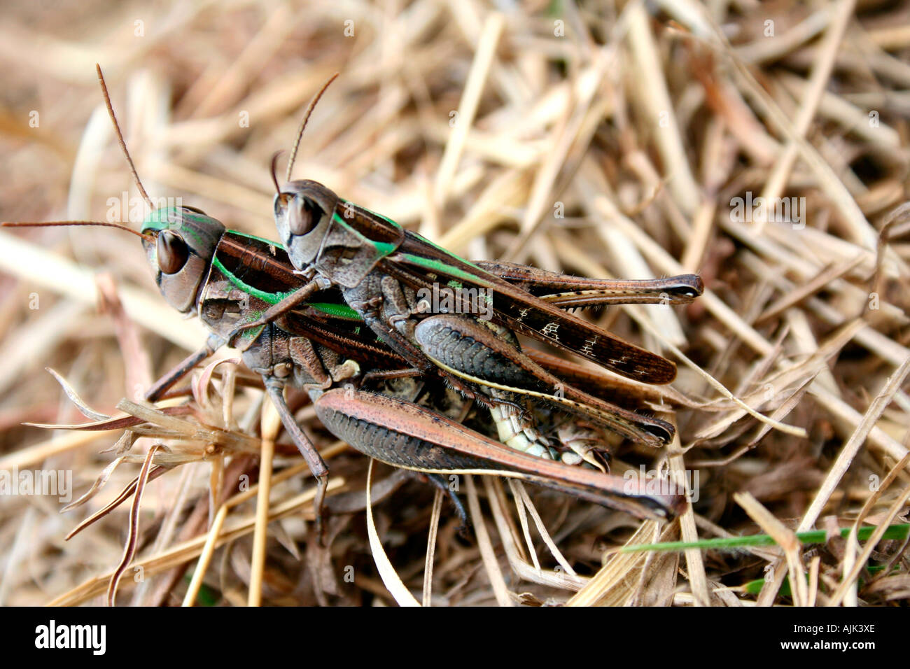 Grasshopper Eggs Stock Photos & Grasshopper Eggs Stock Images - Alamy