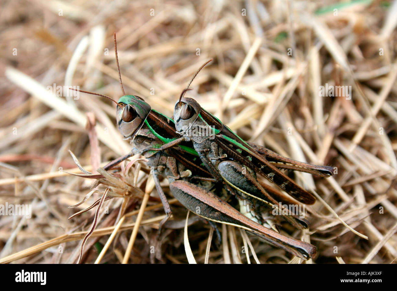 Male and female mating insects hi-res stock photography and images - Alamy