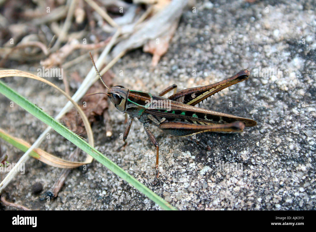 A grasshopper perched on top of a rock, Kerala, India Stock Photo - Alamy
