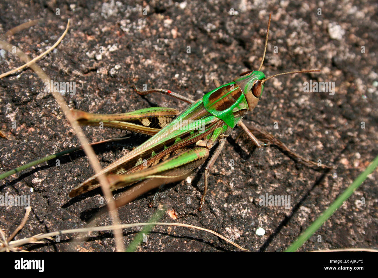 A beautiful green grasshopper on a black background, Kerala, India ...