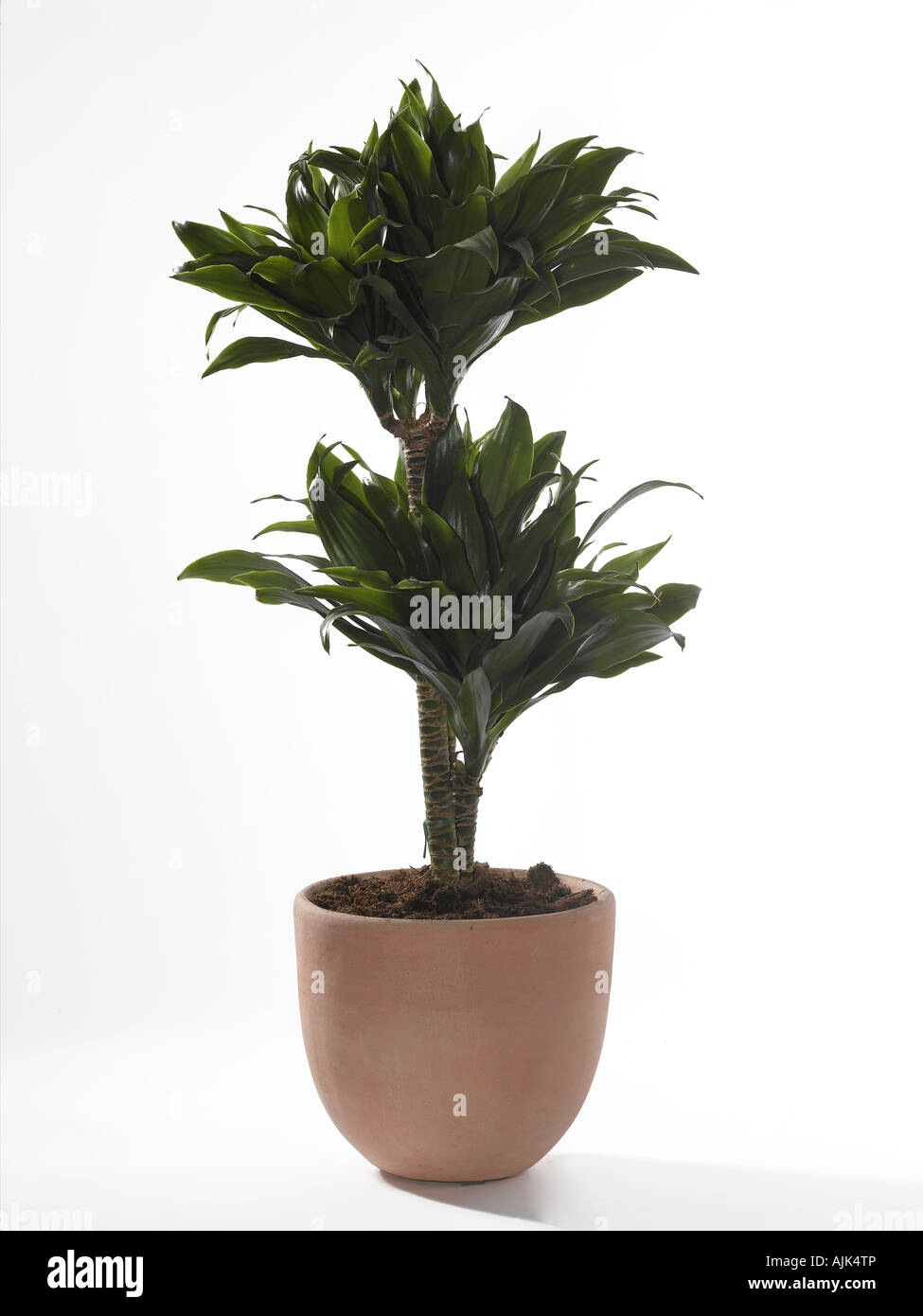 Dracaena compacta hi-res stock photography and images - Alamy