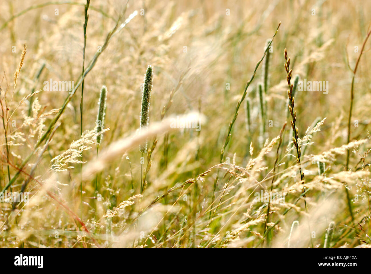 Summer grasses England Stock Photo - Alamy