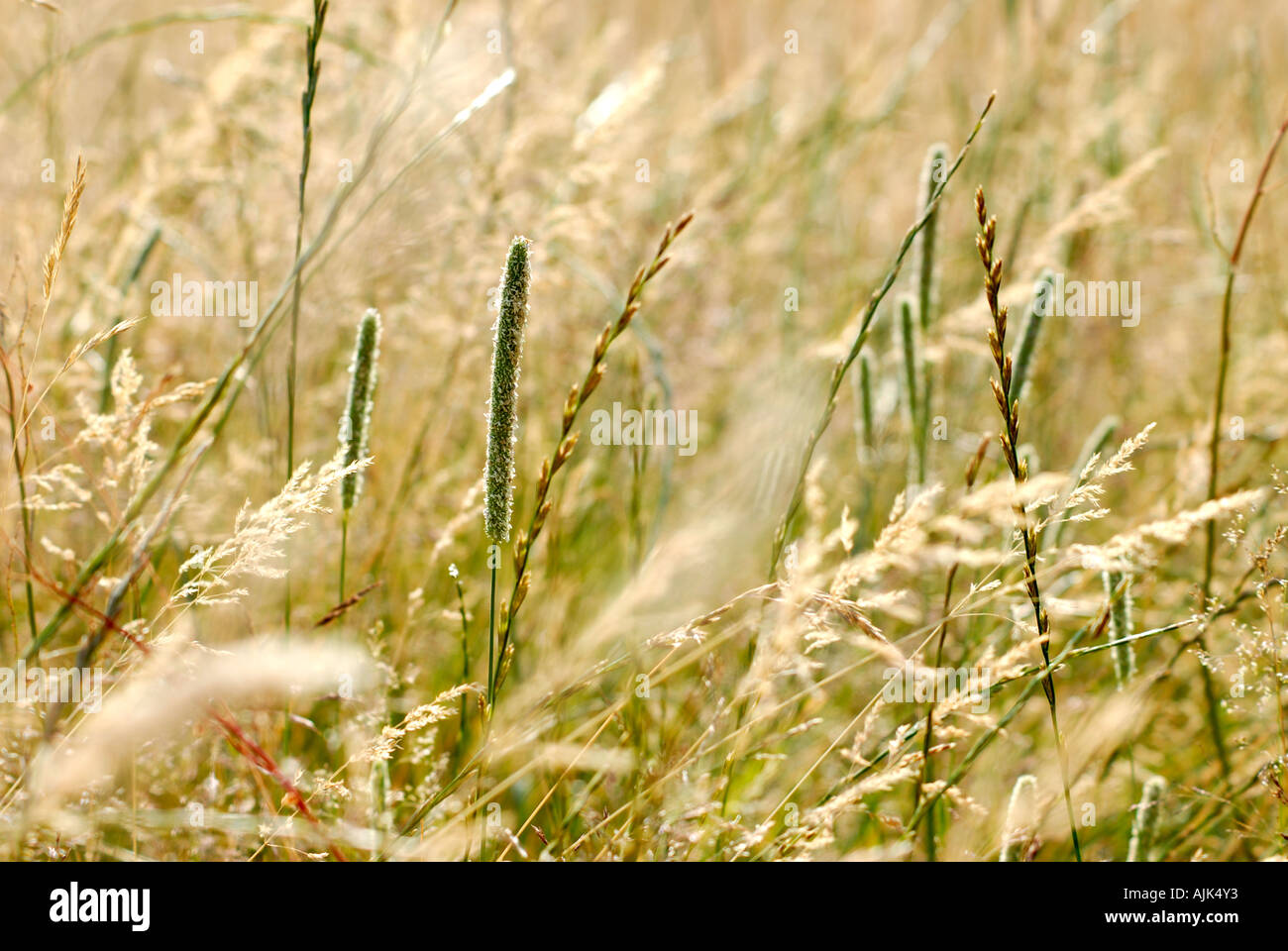 Summer grasses England Stock Photo - Alamy