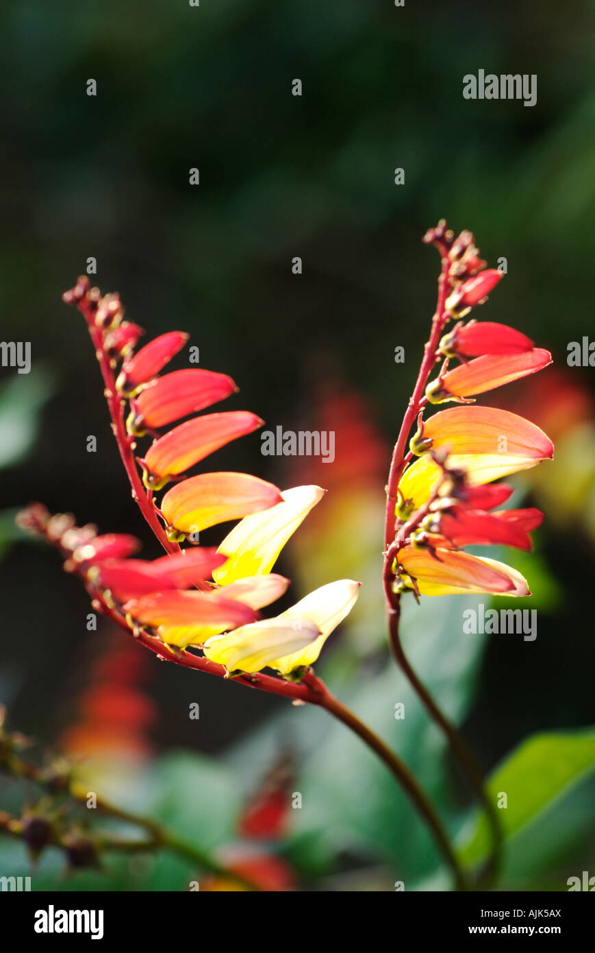 Firecracker vine hi-res stock photography and images - Alamy