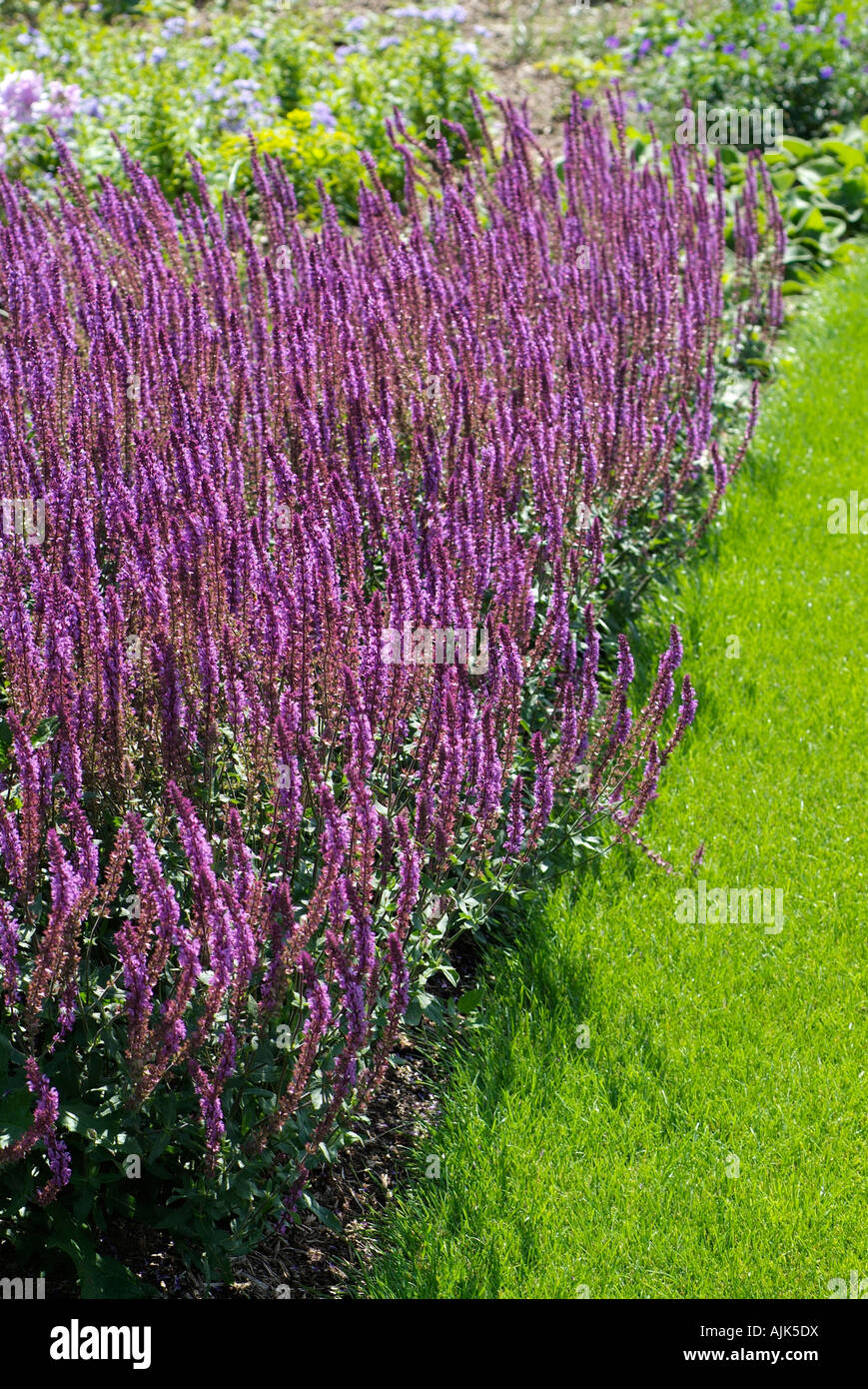 Lythrum salicaria, Purple loosestrife Stock Photo - Alamy