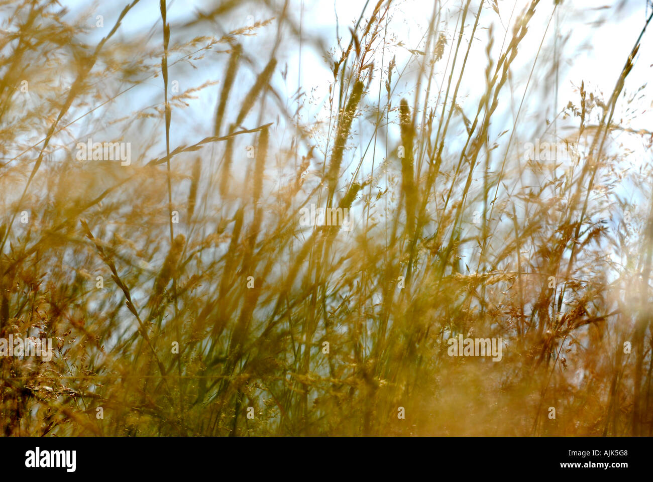 Summer grasses England Stock Photo - Alamy