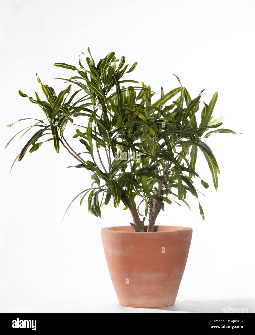 Croton Croton sp Stock Photo - Alamy