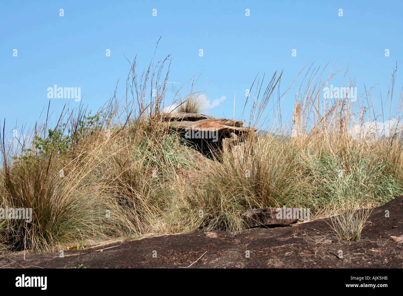 Dry grass on a rock surface, Marayoor, Kerala, India Stock Photo - Alamy