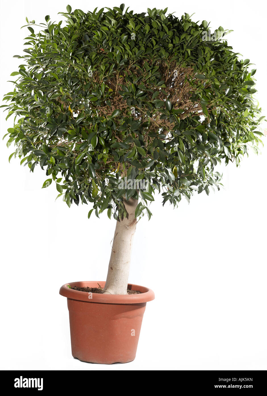 Potted ficus tree trees hi-res stock photography and images - Alamy