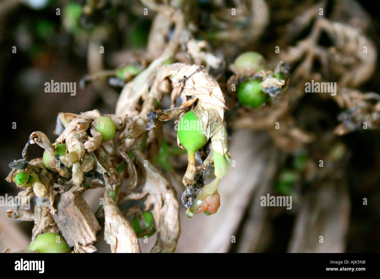Close-up view of the green unripe fruits of cardamom, Munnar, Kerala ...