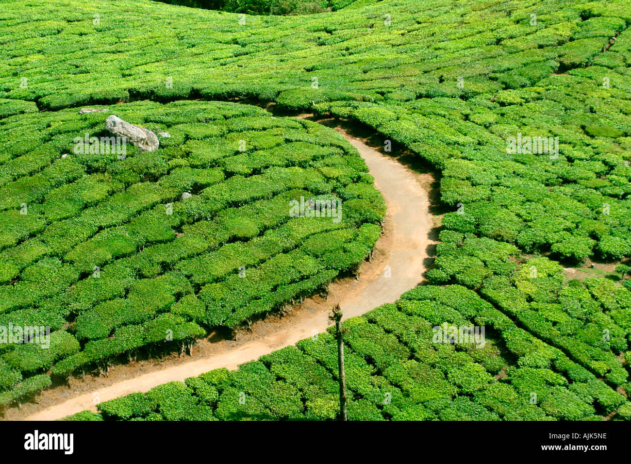 The famous tea plantations of Munnar, Kerala, India Stock Photo - Alamy