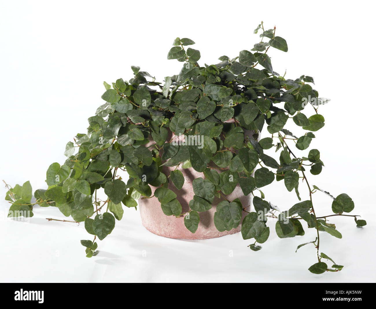 Creeping fig Ficus pumila Stock Photo - Alamy