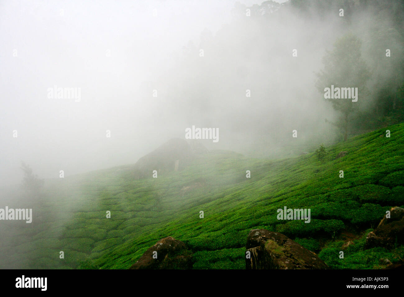 The mist clad green hills of Munnar, Kerala, India Stock Photo - Alamy