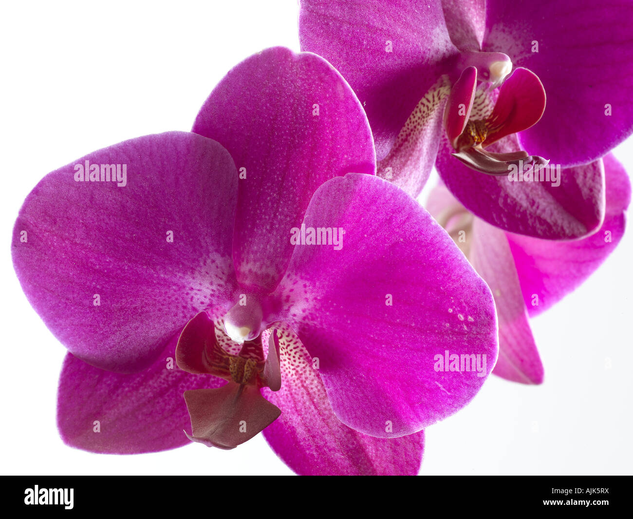 Detailed orchid close up shot hi-res stock photography and images - Alamy