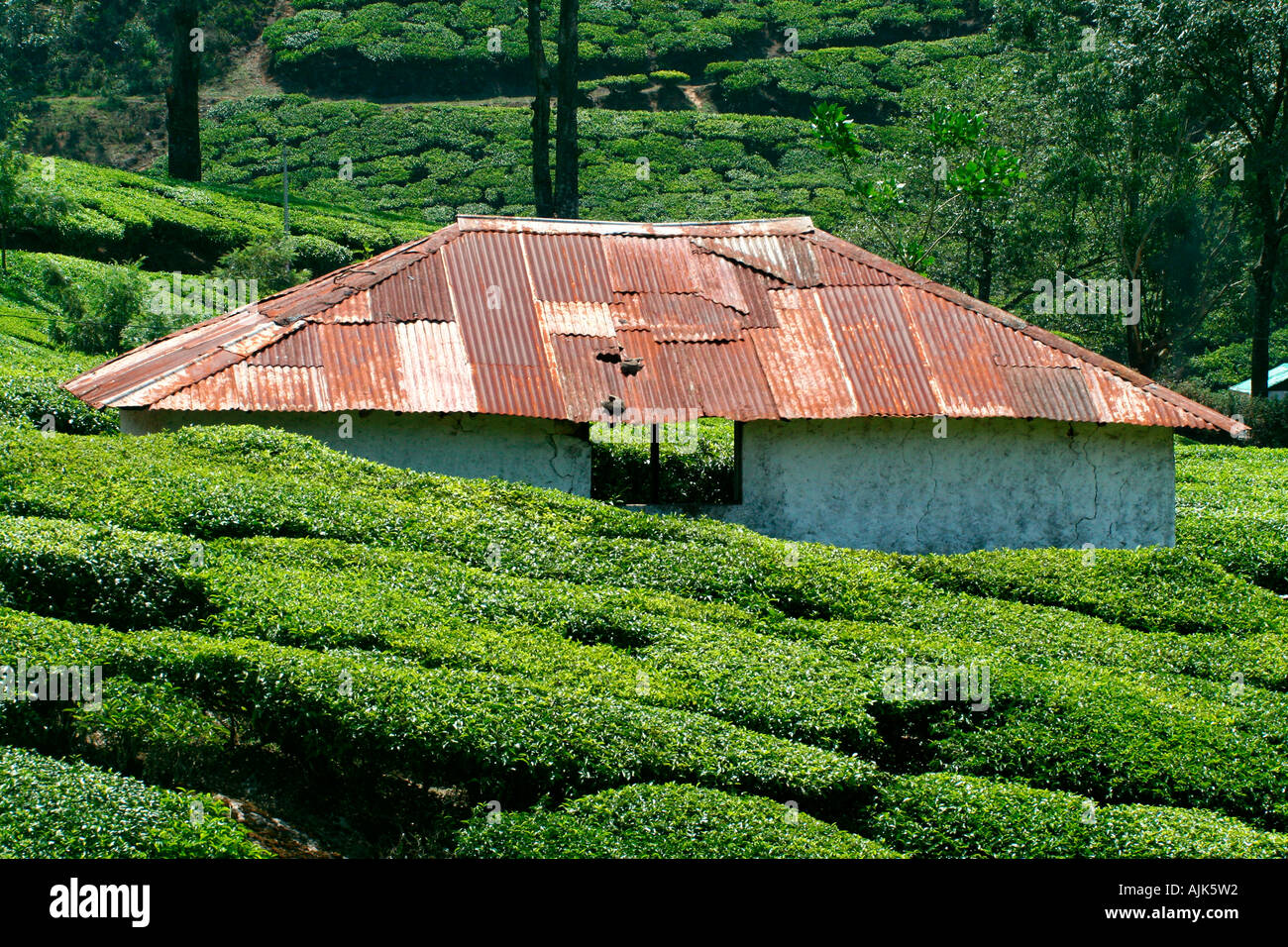 Vegetative shade building hi-res stock photography and images - Alamy
