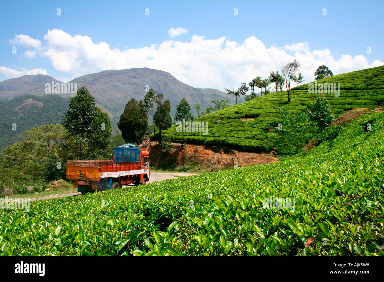 A lorry passing through a narrow road near a tea estate at Munnar ...