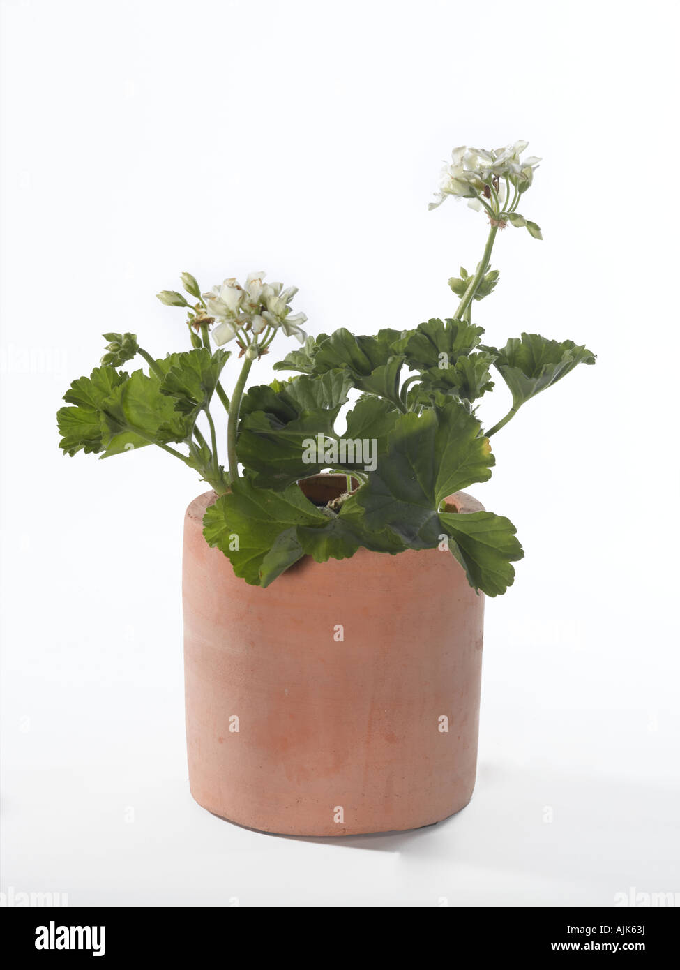 White Geranium Pelargonium sp Stock Photo - Alamy